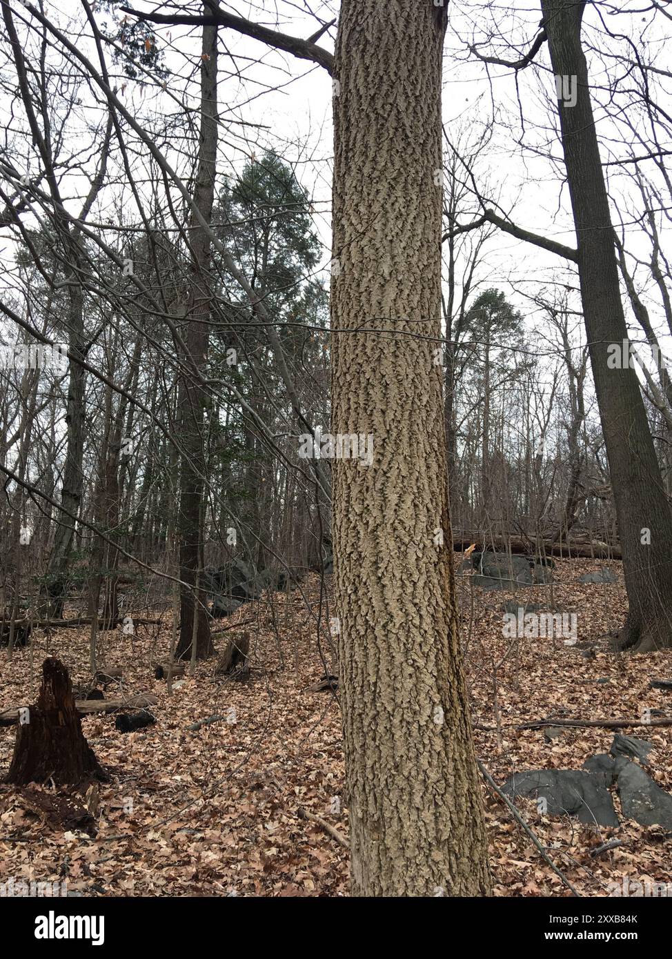 Amur Corktree (Phellodendron amurense) Plantae Stock Photo - Alamy