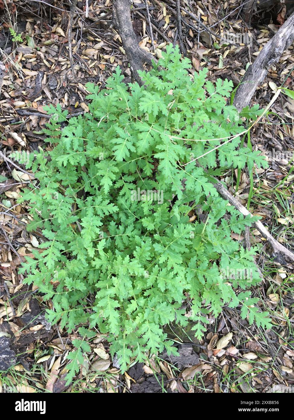 Scorpionweeds (Phacelia) Plantae Stock Photo - Alamy