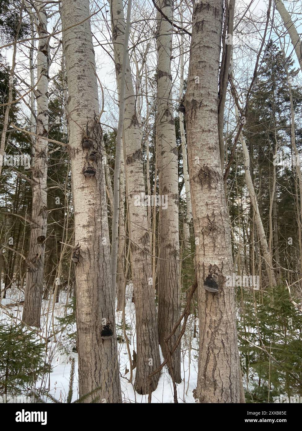 trembling aspen (Populus tremuloides) Plantae Stock Photo - Alamy