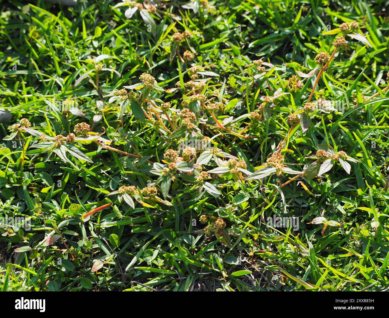 Asthma plant (Euphorbia hirta) Plantae Stock Photo - Alamy