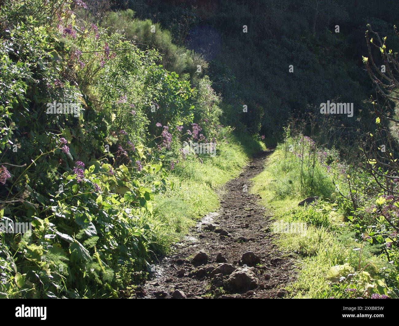 (Pericallis papyracea) Plantae Stock Photo - Alamy