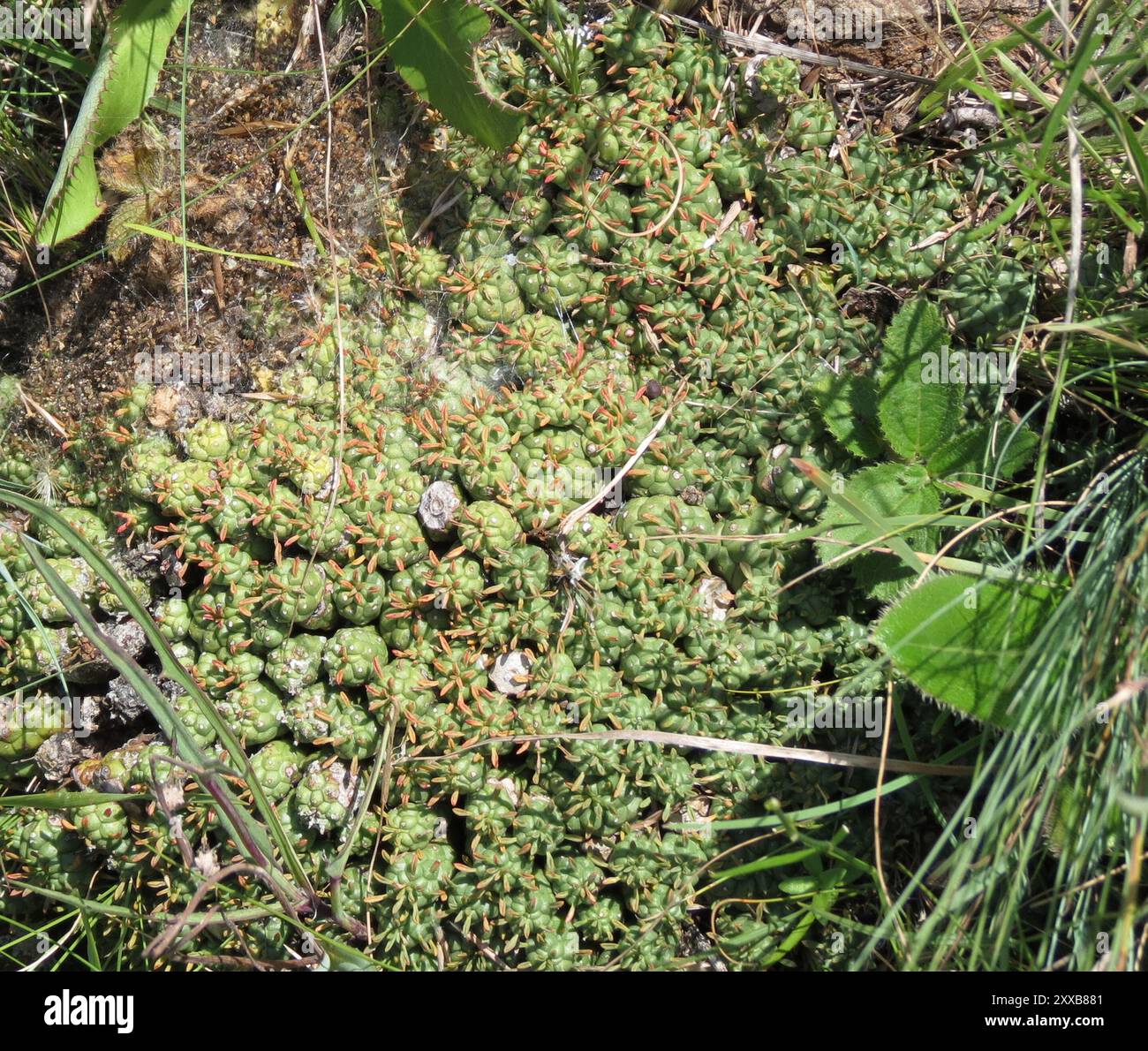 Lion Spoor (Euphorbia clavarioides) Plantae Stock Photo - Alamy