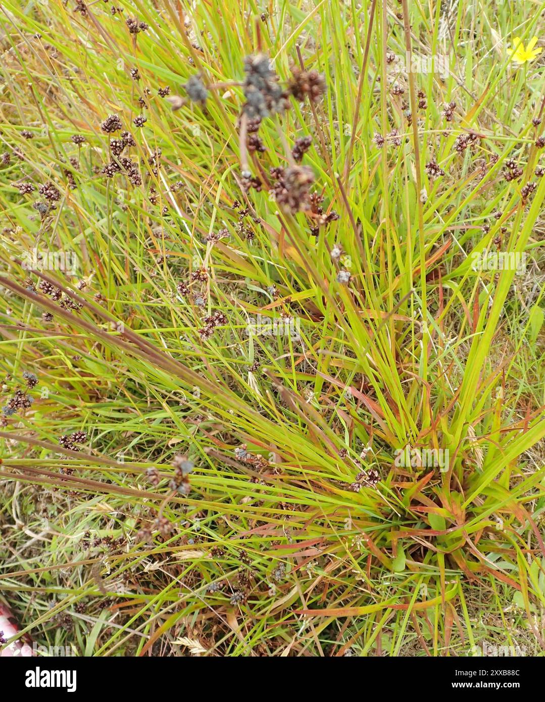Flat-leaved Rush (Juncus planifolius) Plantae Stock Photo - Alamy