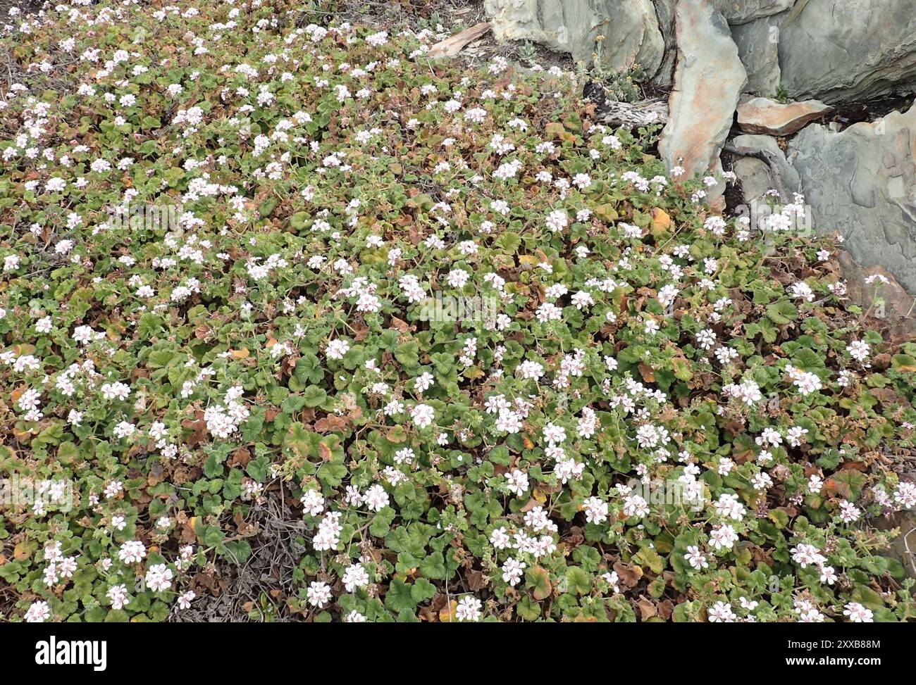 Austral Stork's-bill (Pelargonium australe) Plantae Stock Photo - Alamy