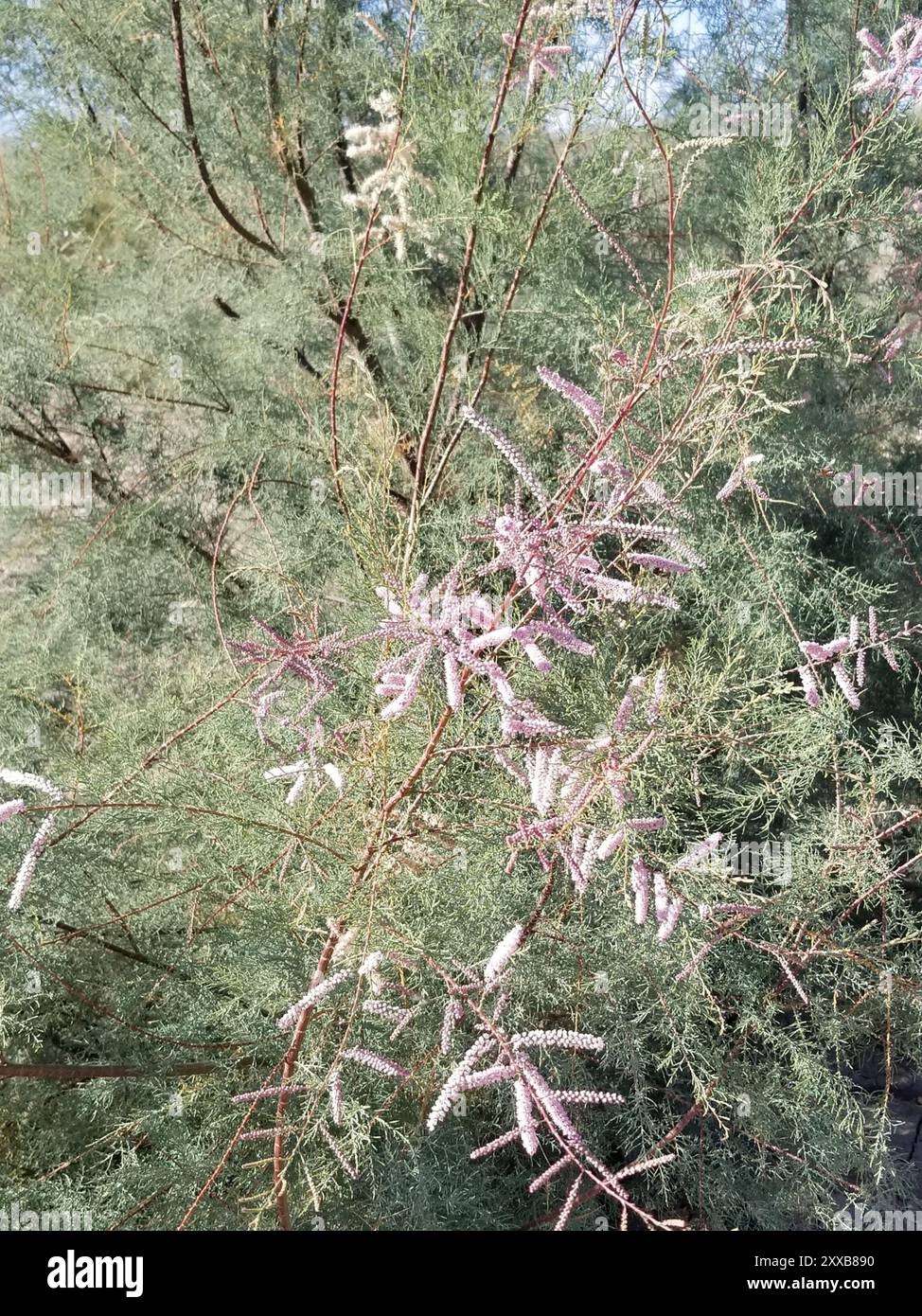saltcedar (Tamarix ramosissima) Plantae Stock Photo - Alamy