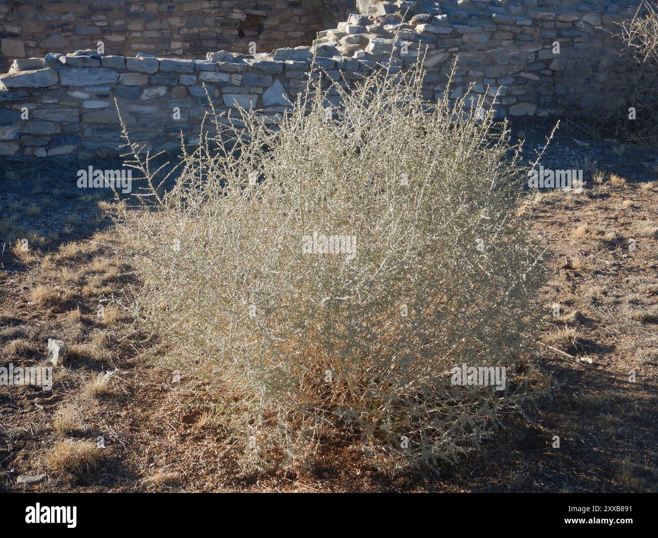 vascular plants (Tracheophyta) Plantae Stock Photo - Alamy