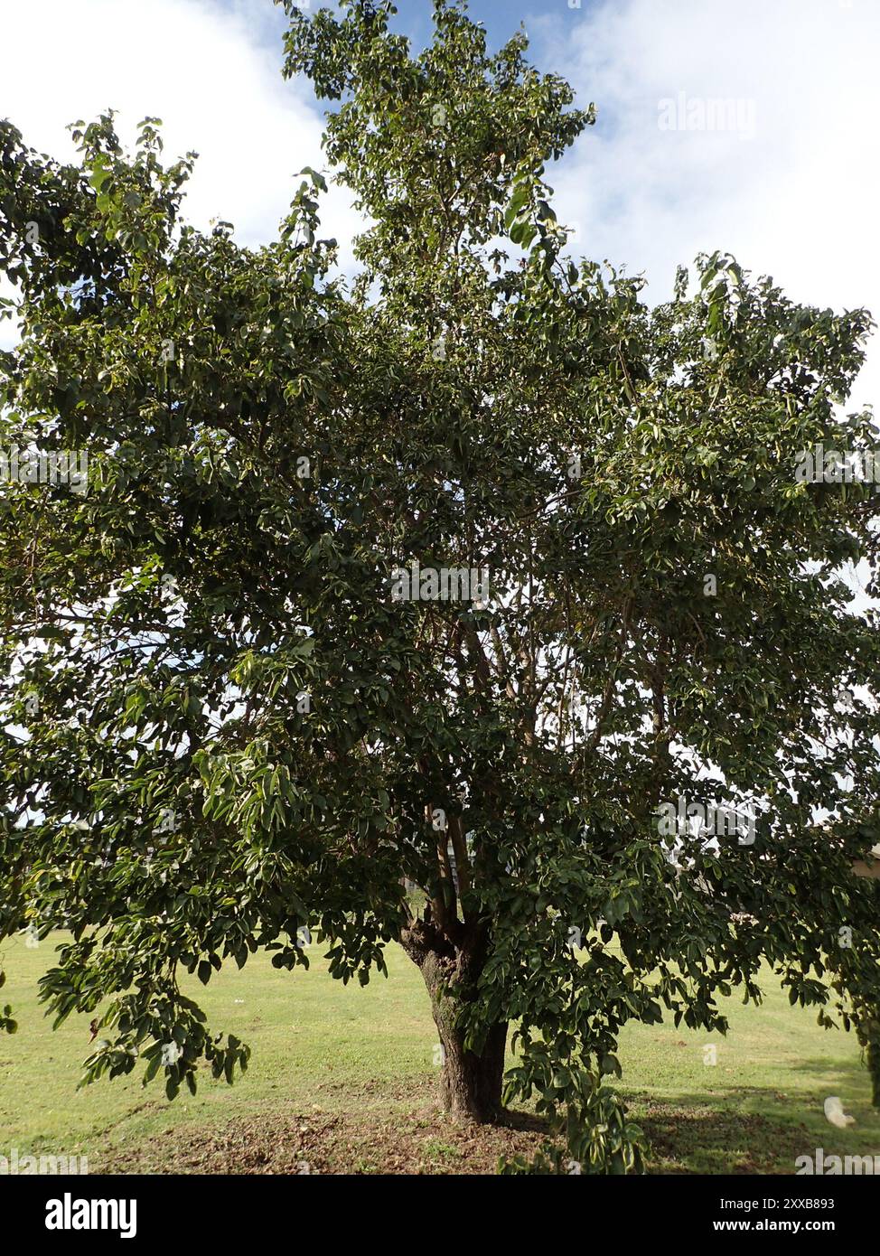 Clammy Cherry (Cordia dichotoma) Plantae Stock Photo - Alamy