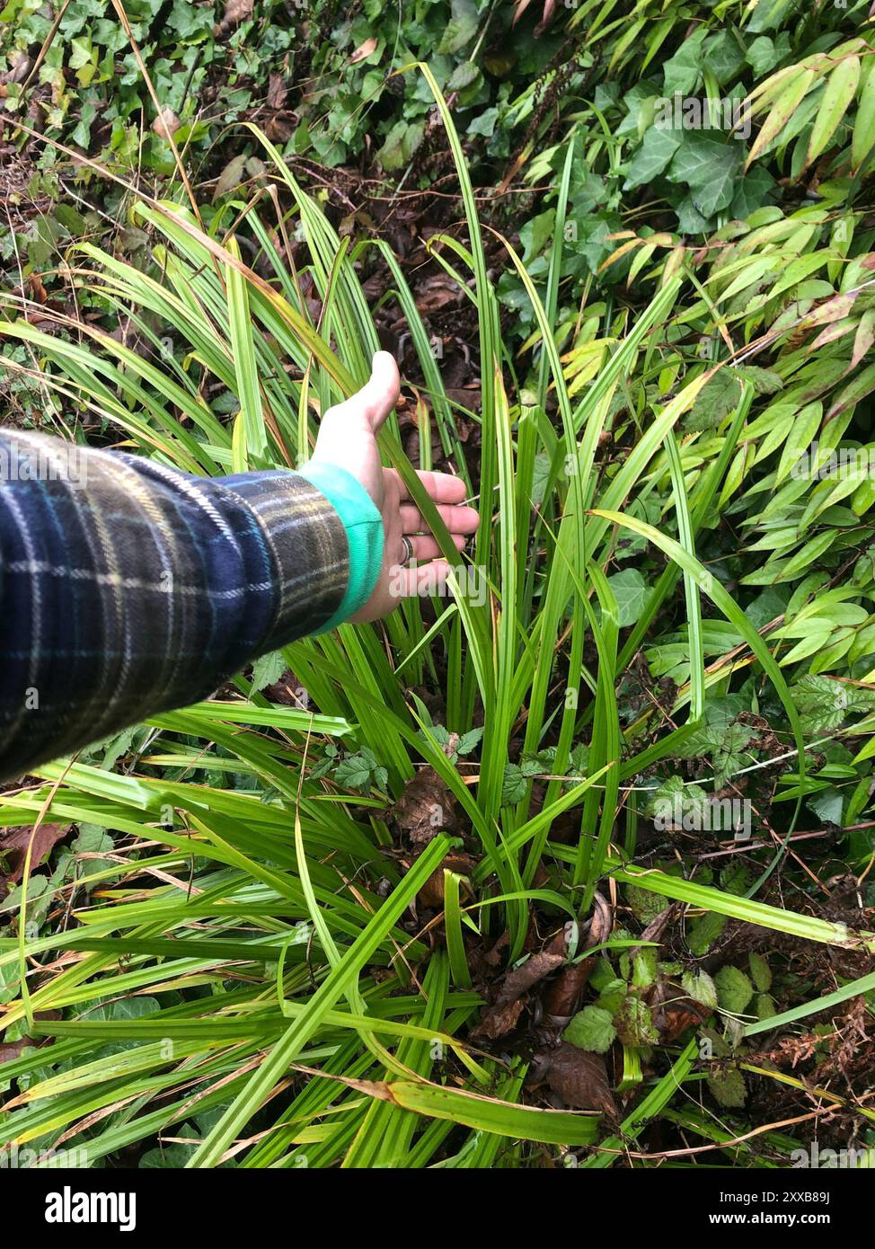 Hanging sedge (Carex pendula) Plantae Stock Photo - Alamy