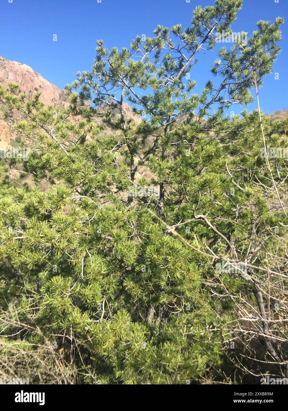 Mexican pinyon (Pinus cembroides) Plantae Stock Photo - Alamy