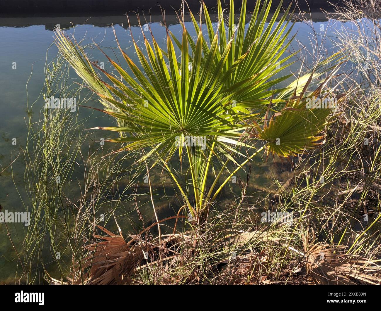 Mexican Fan Palm (Washingtonia robusta) Plantae Stock Photo - Alamy