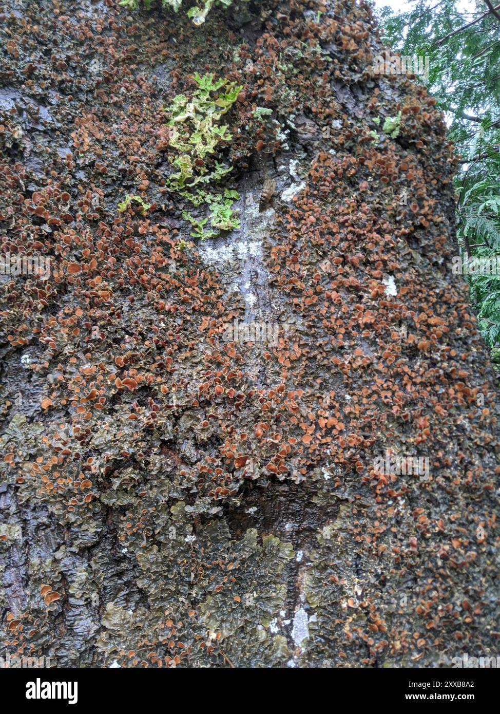 pelt lichens (Peltigera) Fungi Stock Photo - Alamy
