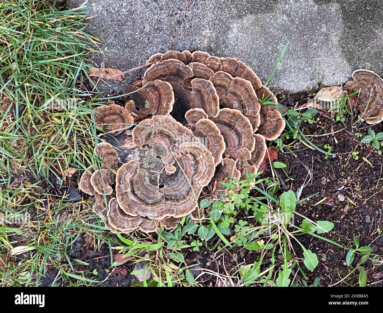 turkey-tail (Trametes versicolor) Fungi Stock Photo - Alamy