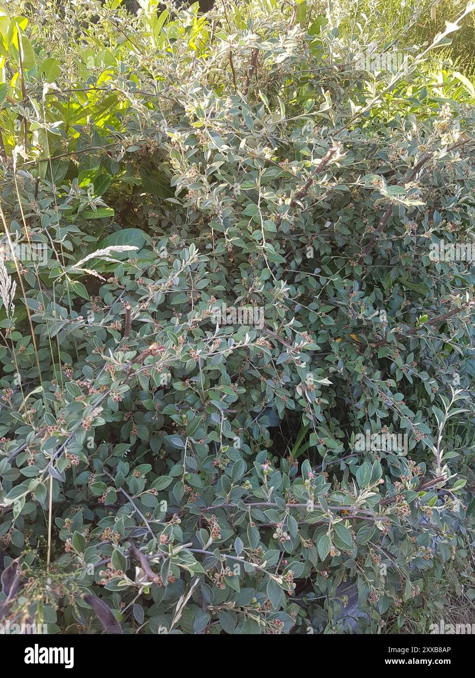 Cotoneasters (Cotoneaster) Plantae Stock Photo - Alamy