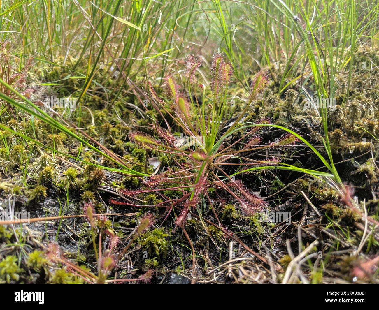 spoonleaf sundew (Drosera intermedia) Plantae Stock Photo - Alamy