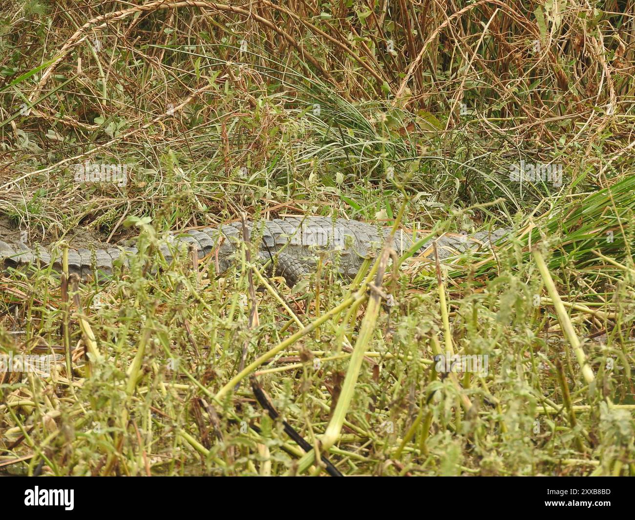 West African Crocodile (Crocodylus suchus) Reptilia Stock Photo - Alamy
