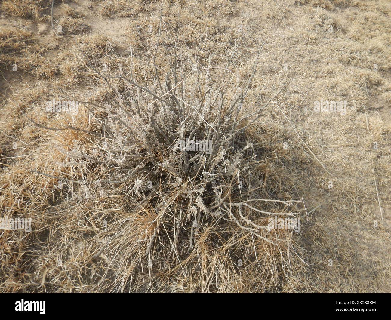 Saltbushes (Atriplex) Plantae Stock Photo - Alamy