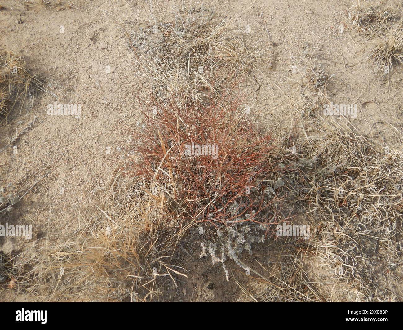 vascular plants (Tracheophyta) Plantae Stock Photo - Alamy