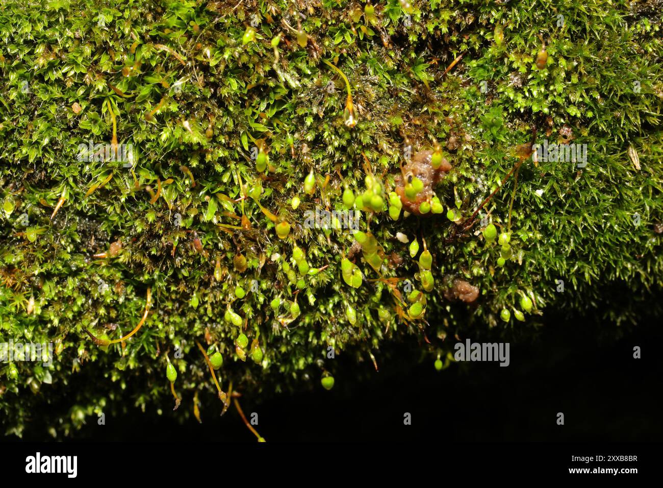 Capillary Thread-moss (Ptychostomum capillare) Plantae Stock Photo - Alamy
