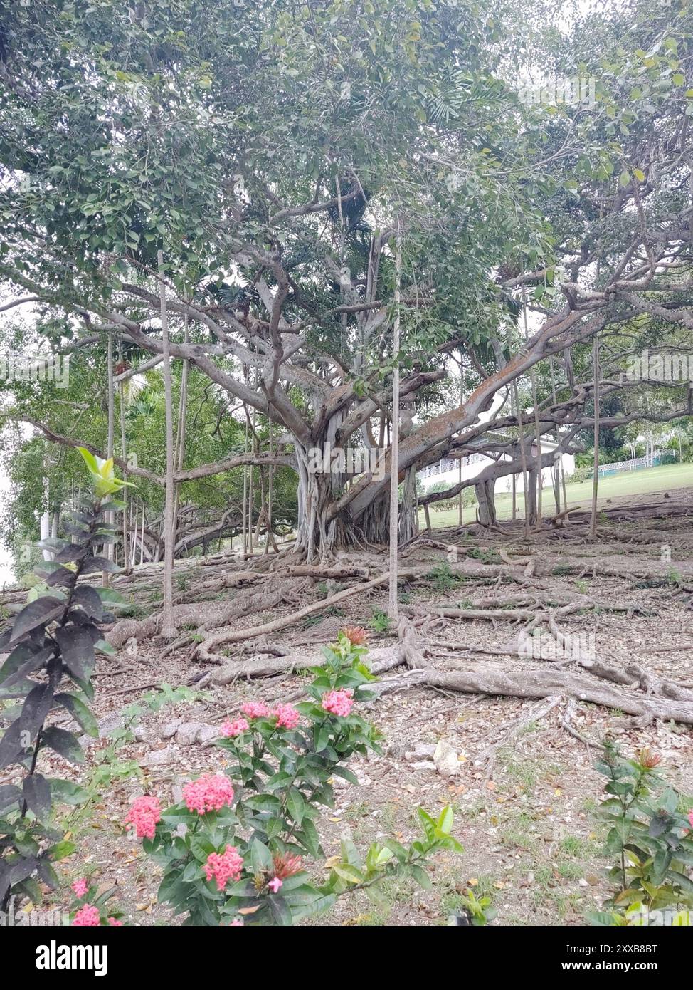 Figs (Ficus) Plantae Stock Photo - Alamy