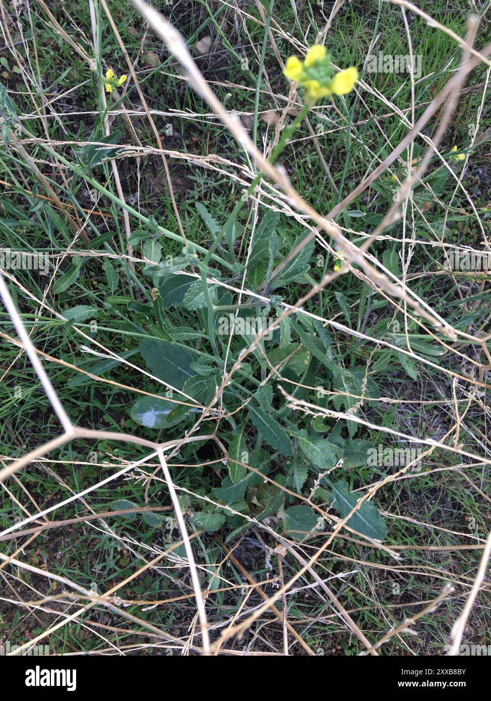 Shortpod Mustard (Hirschfeldia incana) Plantae Stock Photo - Alamy