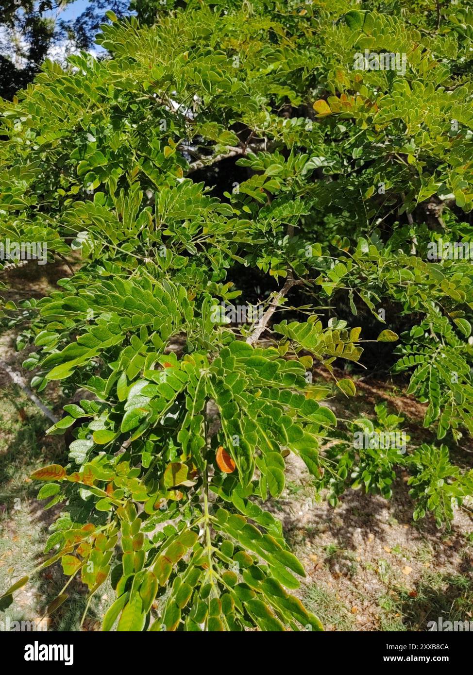 Monkey pod tree (Samanea saman) Plantae Stock Photo - Alamy