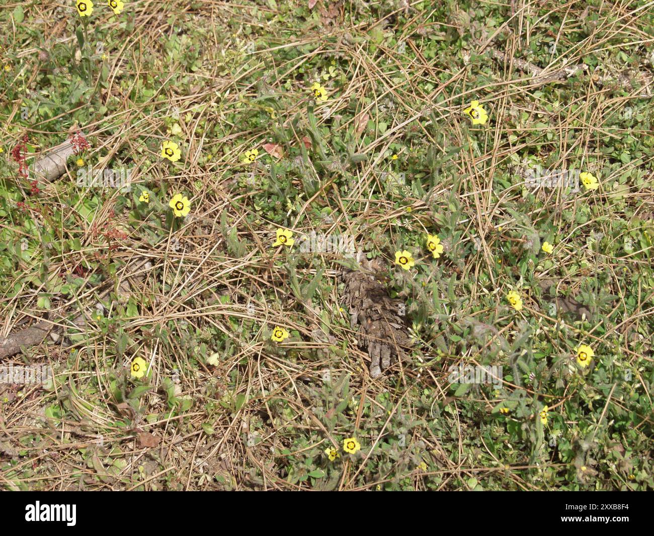 Spotted Rock-rose (Tuberaria guttata) Plantae Stock Photo - Alamy