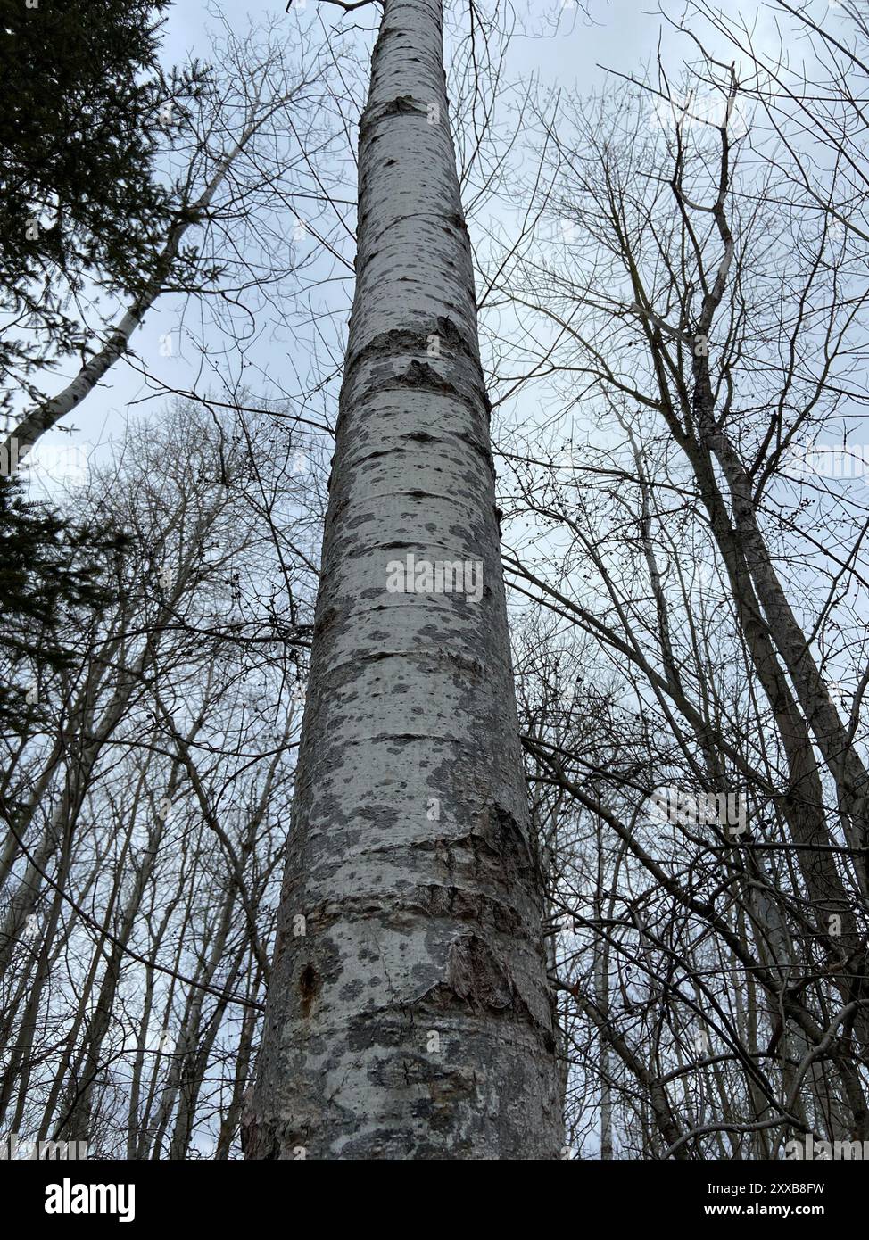 trembling aspen (Populus tremuloides) Plantae Stock Photo - Alamy