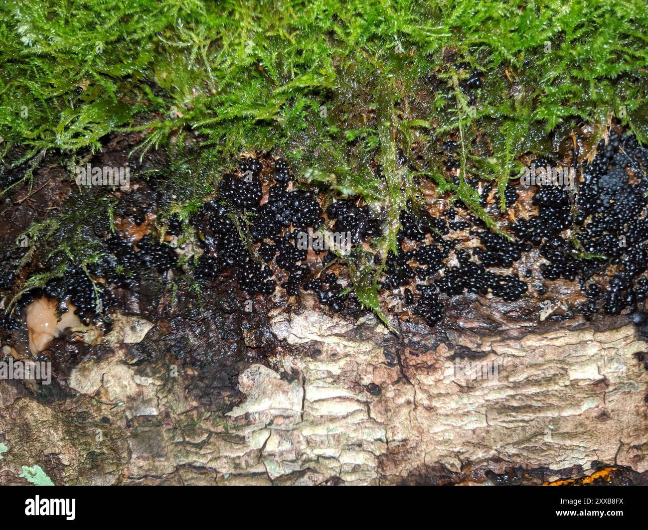 (Badhamia utricularis) Protozoa Stock Photo - Alamy
