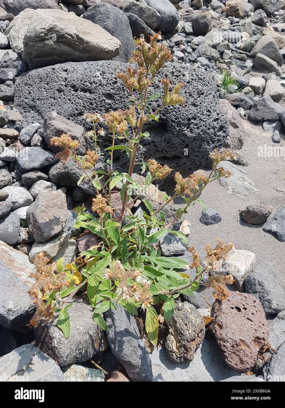 Scorpionweeds (Phacelia) Plantae Stock Photo - Alamy