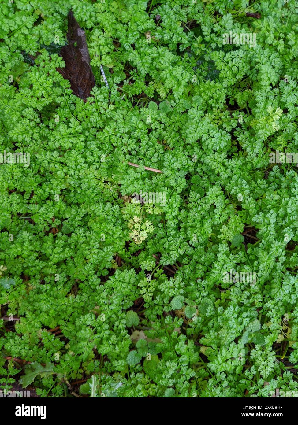 vascular plants (Tracheophyta) Plantae Stock Photo - Alamy