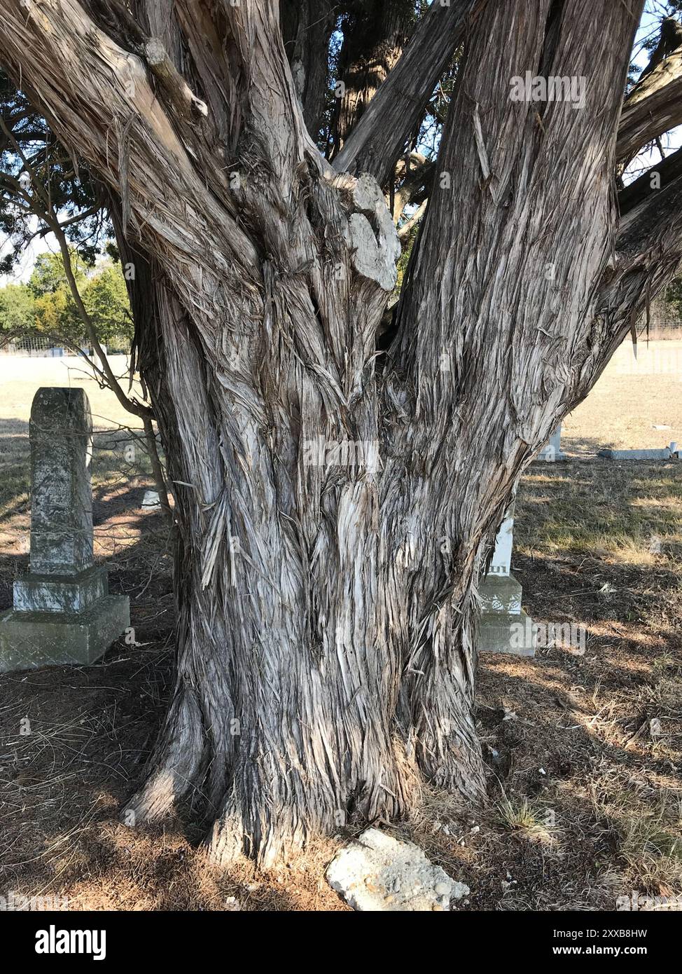 Ashe juniper (Juniperus ashei) Plantae Stock Photo - Alamy