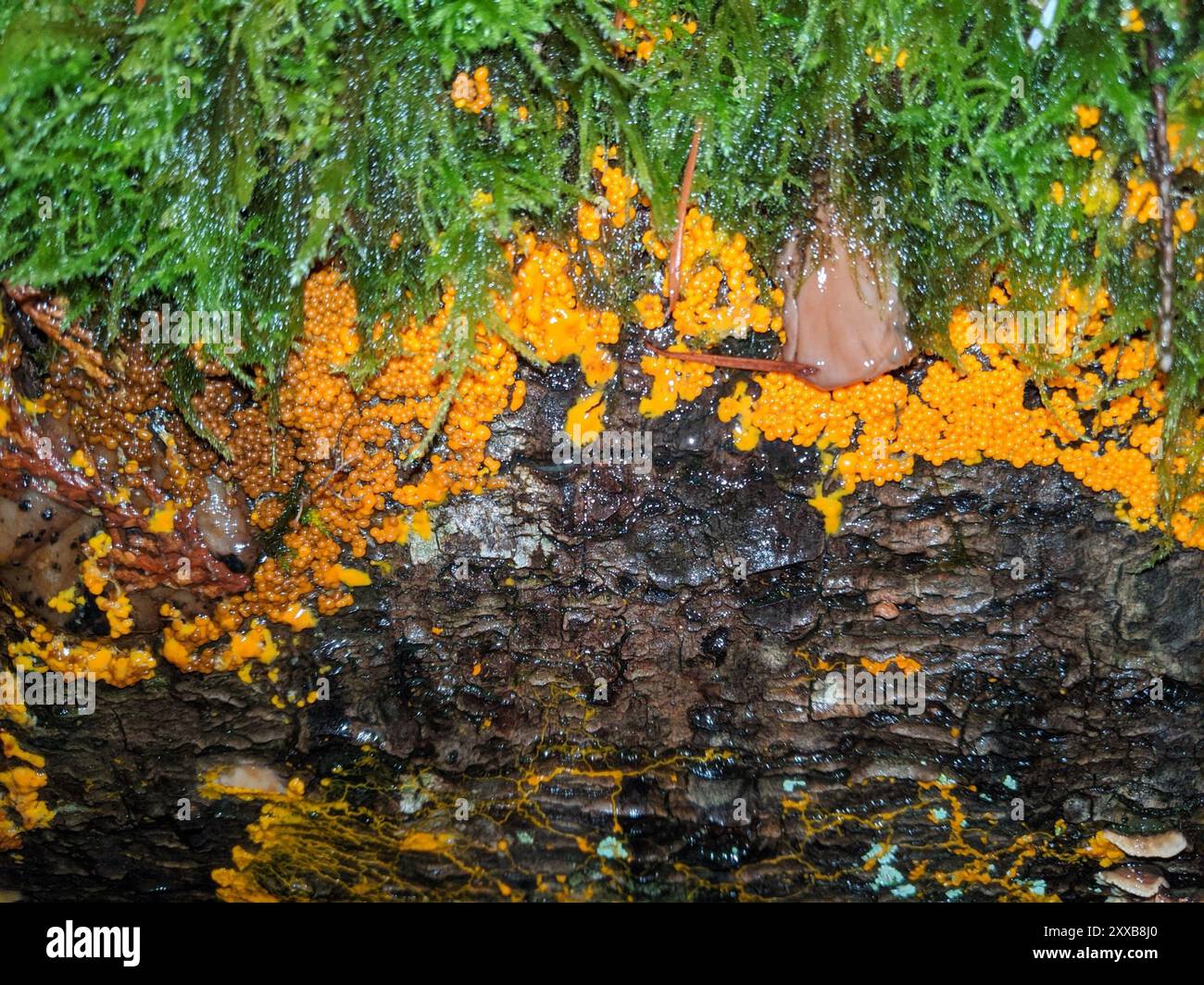 (Badhamia utricularis) Protozoa Stock Photo - Alamy