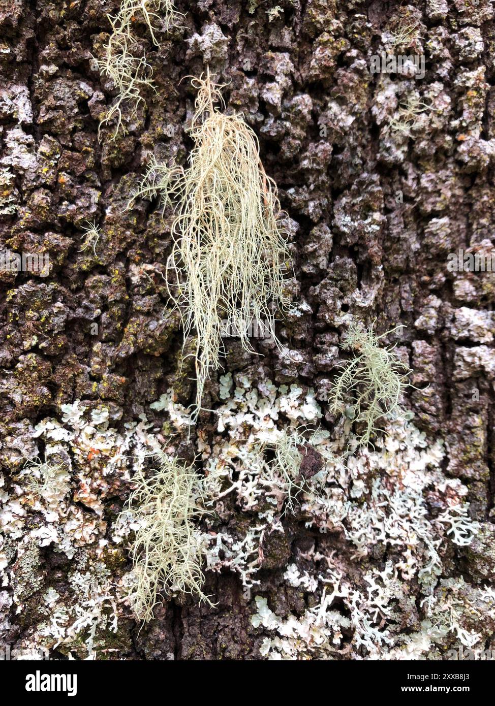 typical shield lichens (Parmelioideae) Fungi Stock Photo - Alamy