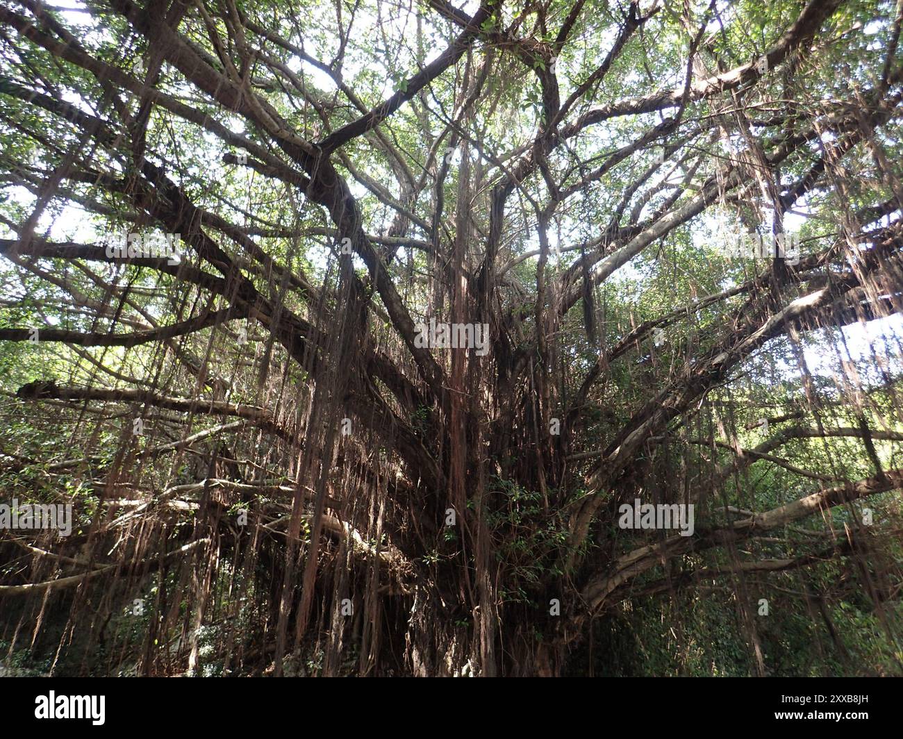 Chinese banyan (Ficus microcarpa) Plantae Stock Photo - Alamy