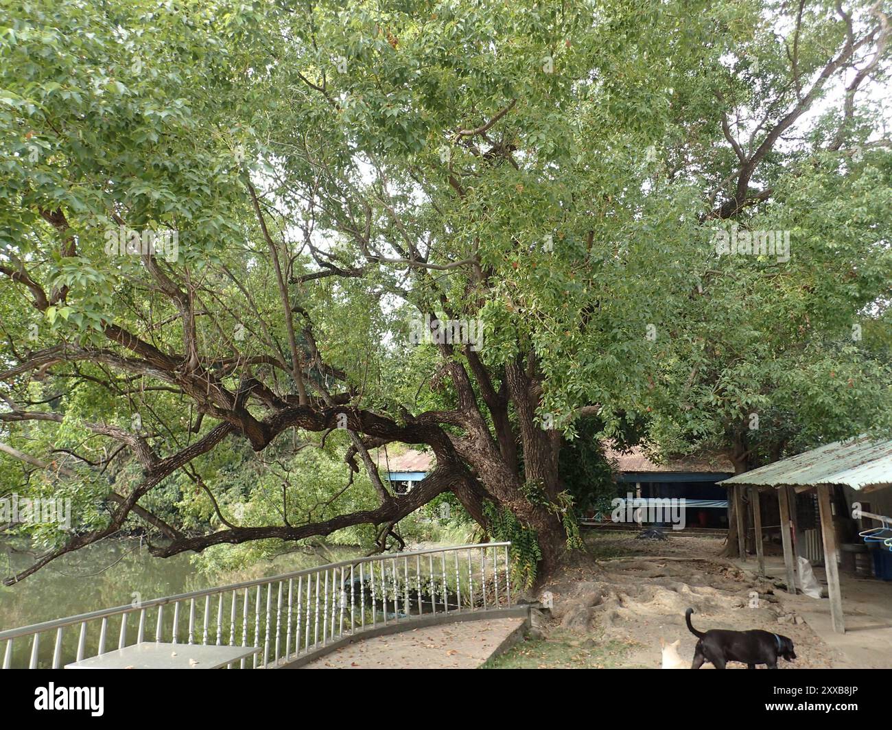 Camphor Tree (Cinnamomum camphora) Plantae Stock Photo - Alamy
