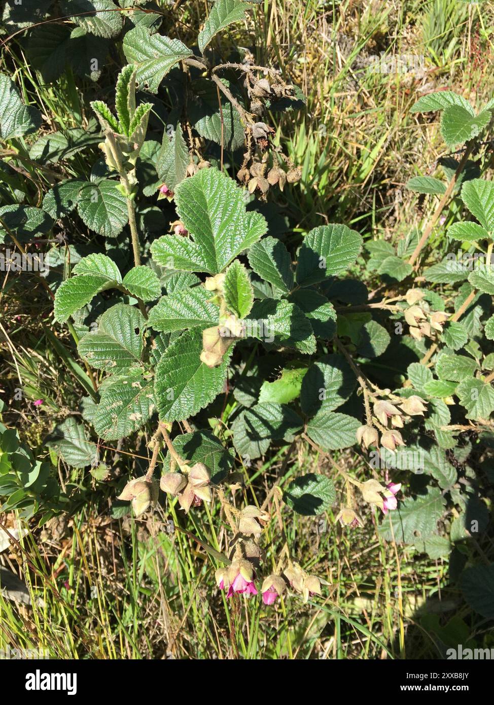 brambles (Rubus) Plantae Stock Photo - Alamy