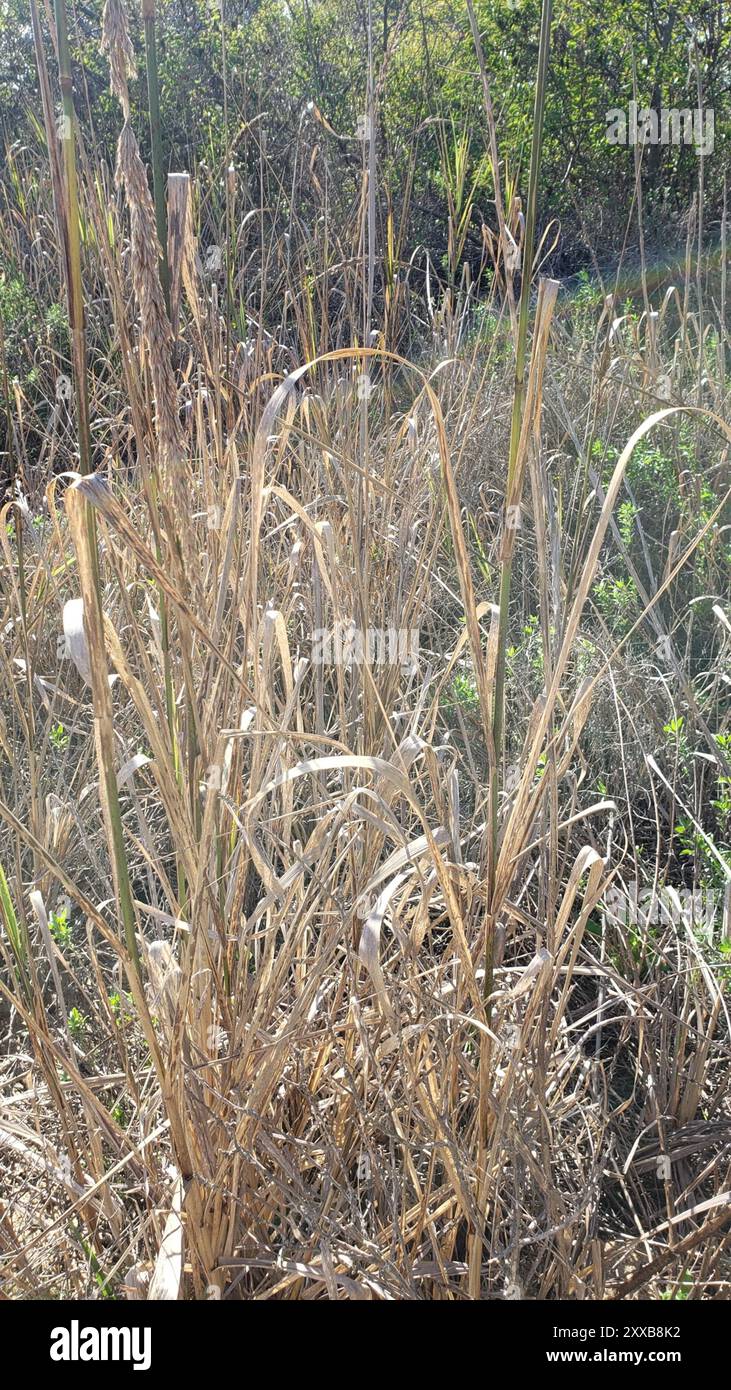 giant wild rye (Leymus condensatus) Plantae Stock Photo - Alamy