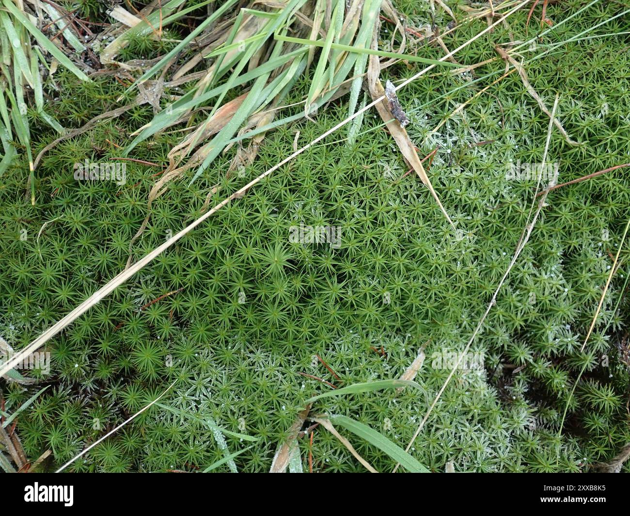 Common Haircap Moss (Polytrichum commune) Plantae Stock Photo - Alamy
