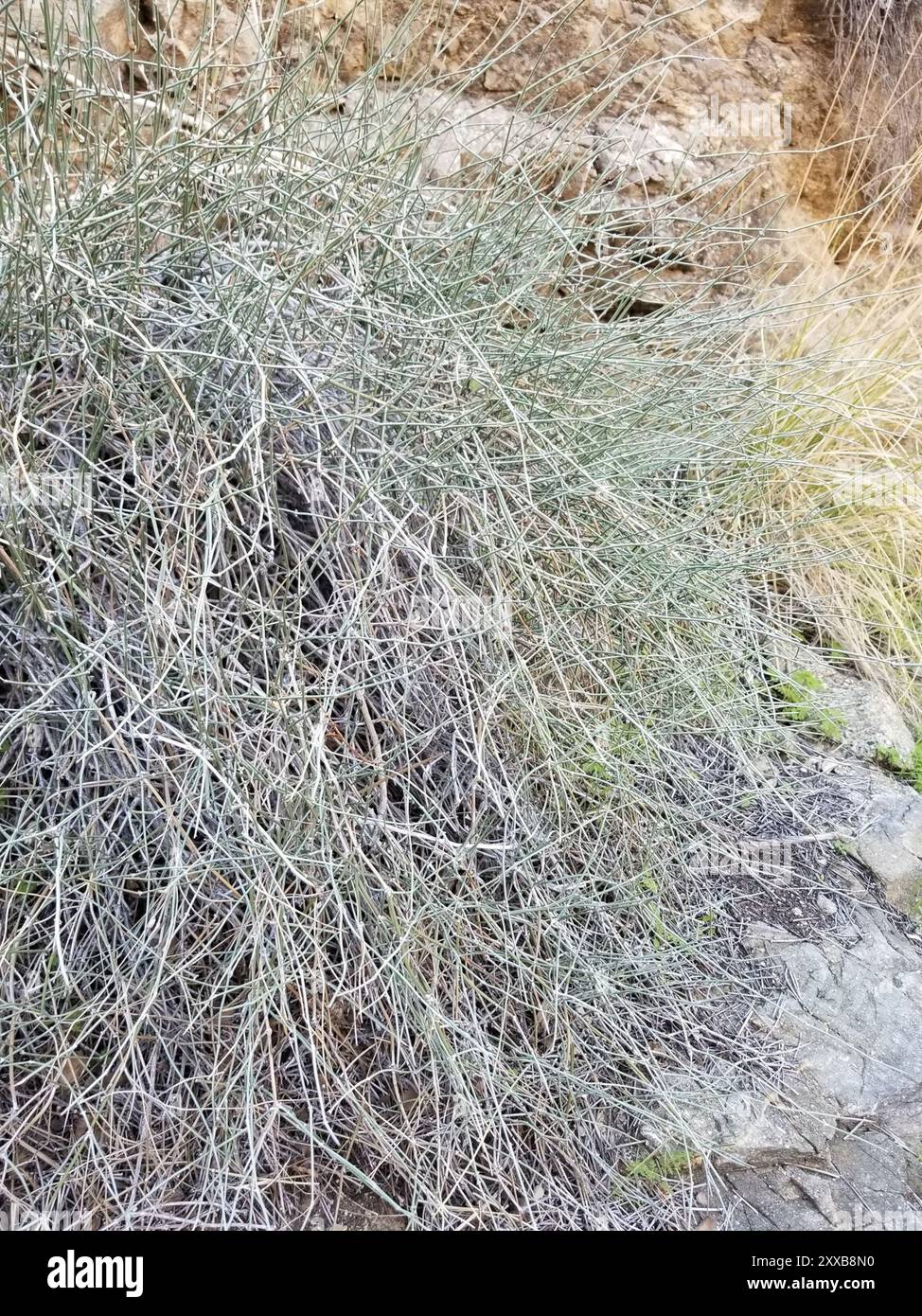 rough jointfir (Ephedra aspera) Plantae Stock Photo - Alamy