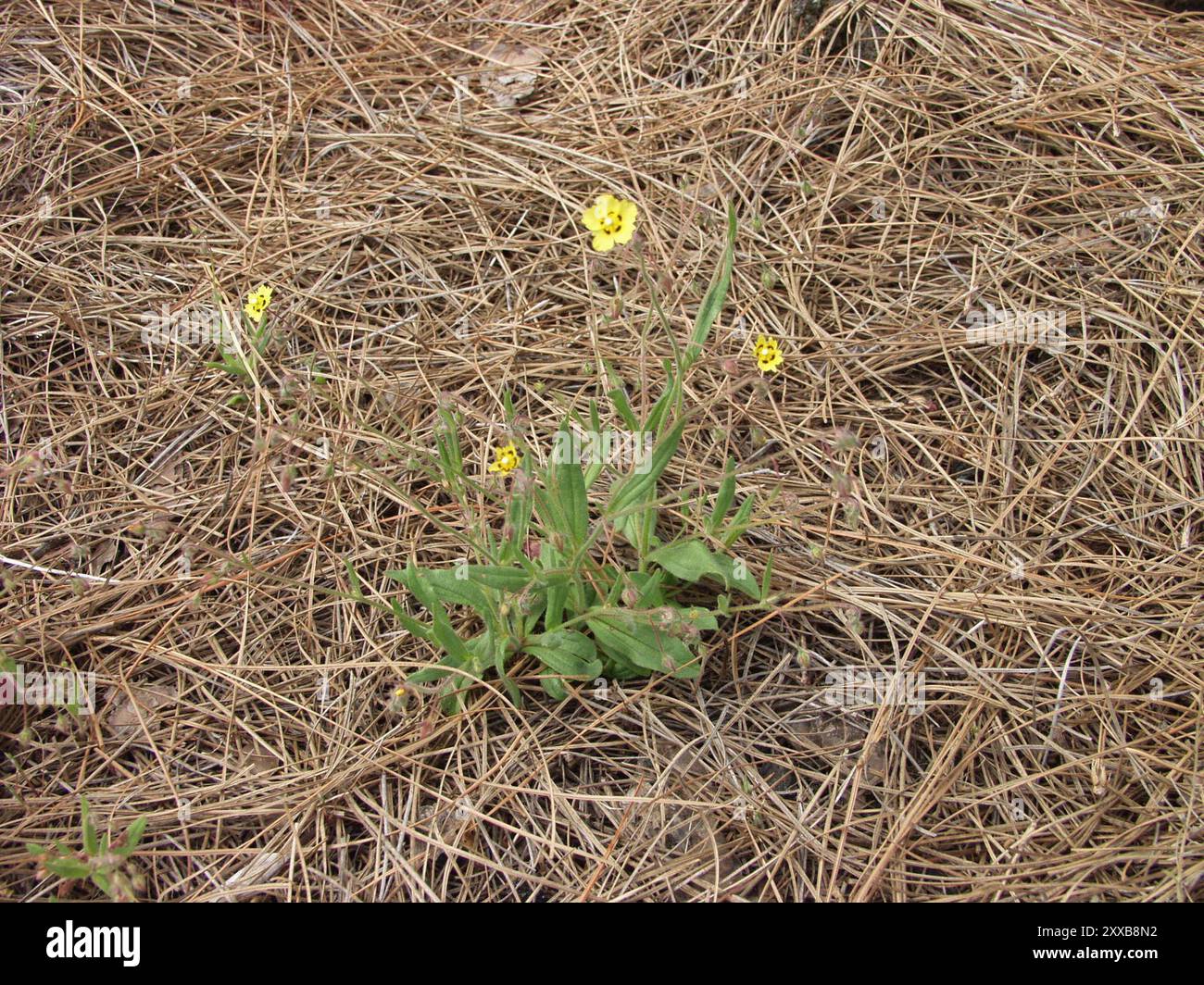 Spotted Rock-rose (Tuberaria guttata) Plantae Stock Photo - Alamy
