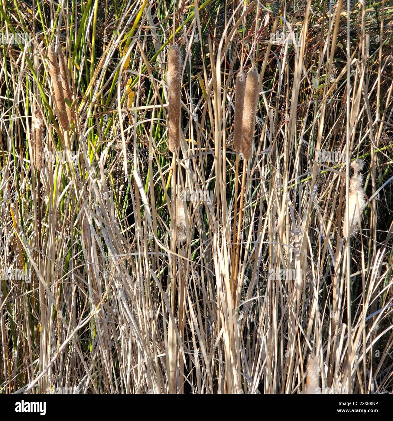 southern cattail (Typha domingensis) Plantae Stock Photo - Alamy