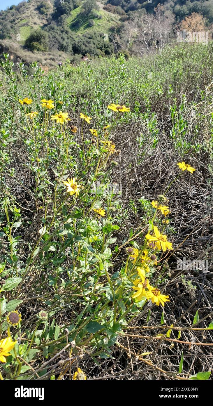 California brittlebush (Encelia californica) Plantae Stock Photo - Alamy