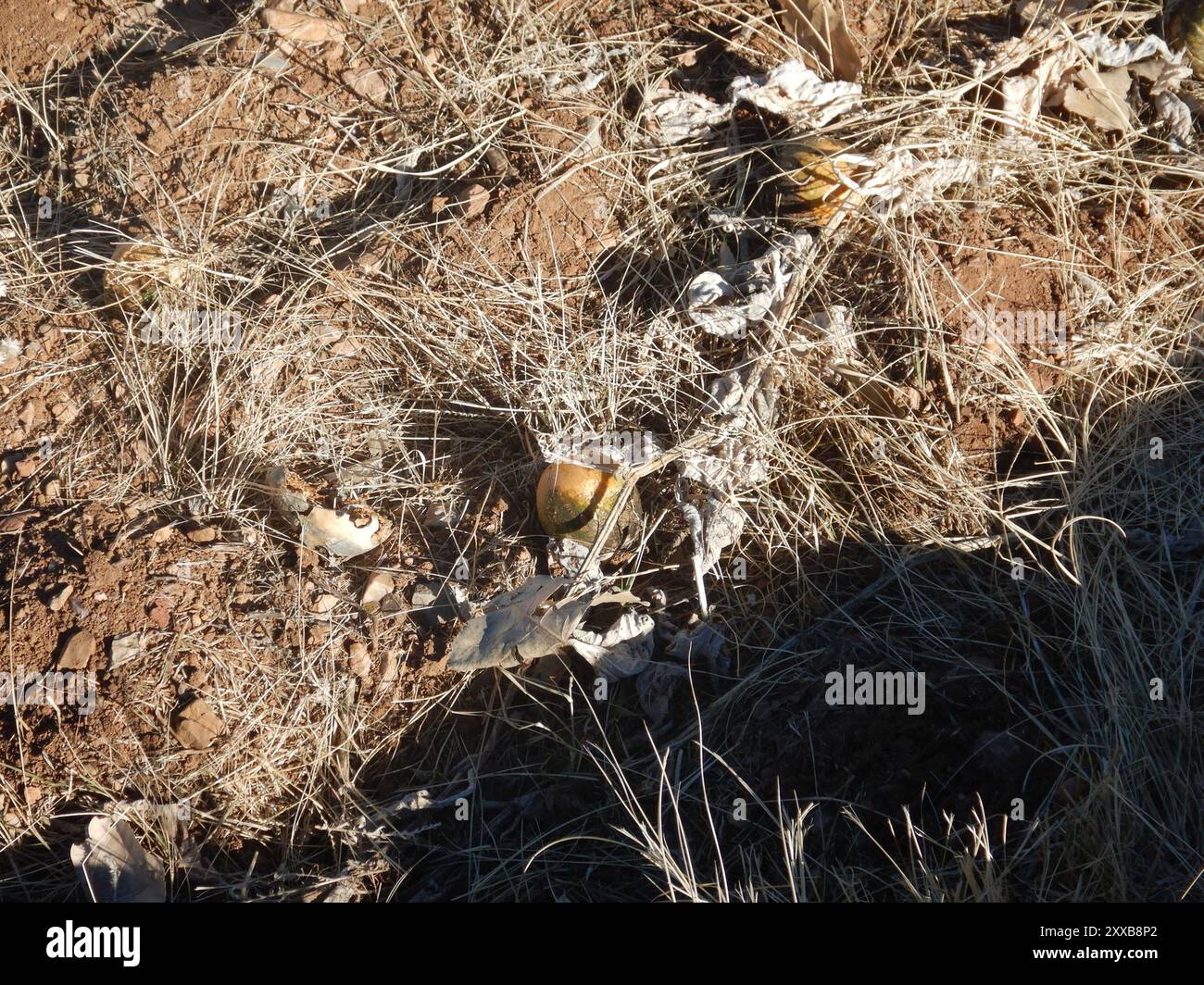 Buffalo Gourd (Cucurbita foetidissima) Plantae Stock Photo - Alamy