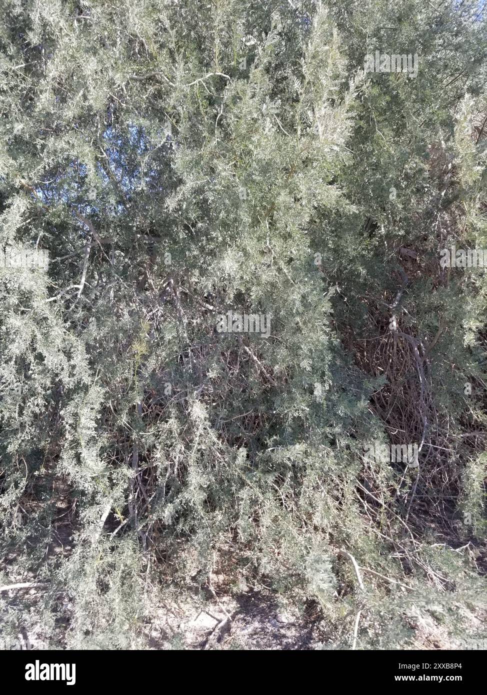 desert ironwood (Olneya tesota) Plantae Stock Photo - Alamy