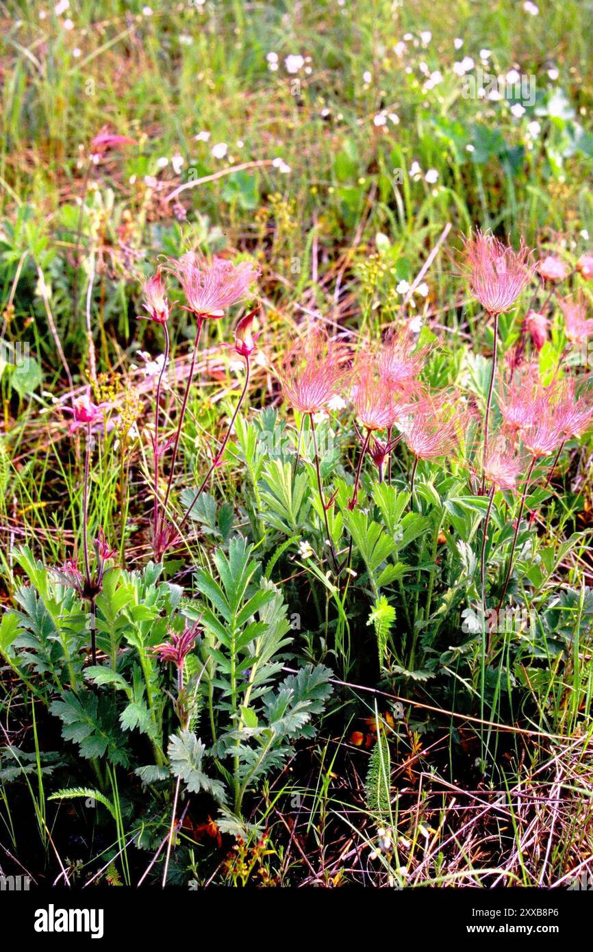 prairie smoke (Geum triflorum) Plantae Stock Photo - Alamy