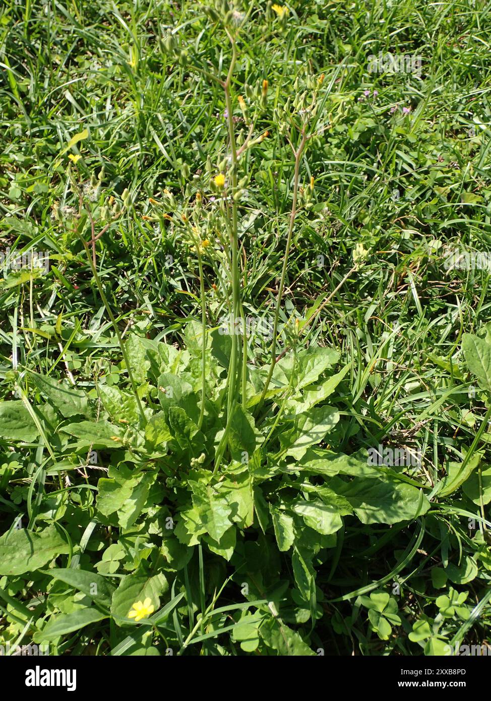 Oriental false hawksbeard (Youngia japonica) Plantae Stock Photo - Alamy