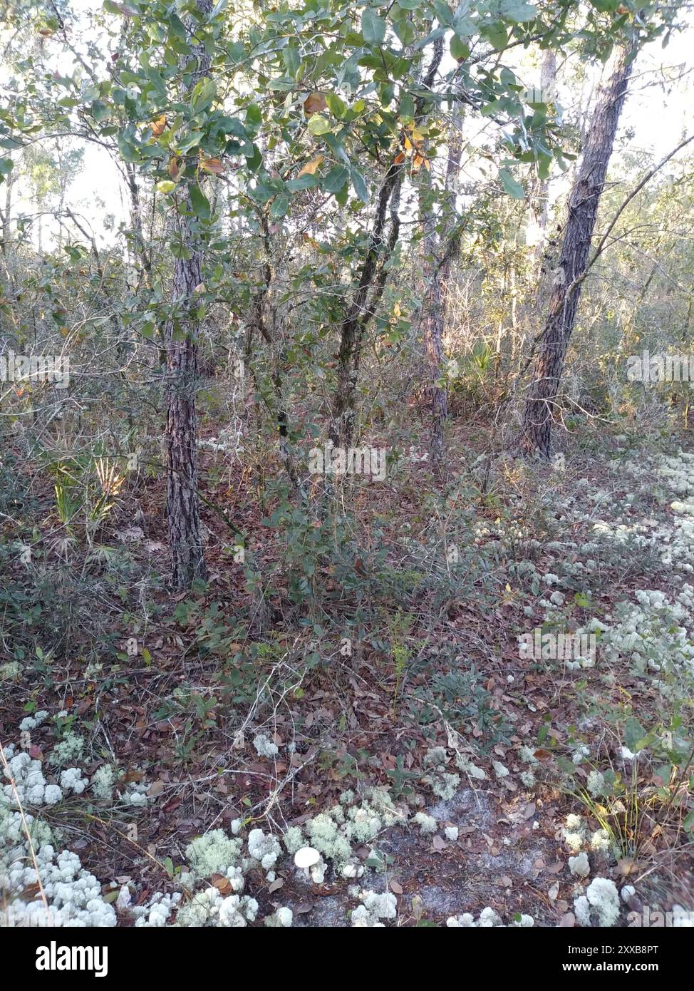 Eastern North American Destroying Angel (Amanita bisporigera) Fungi ...