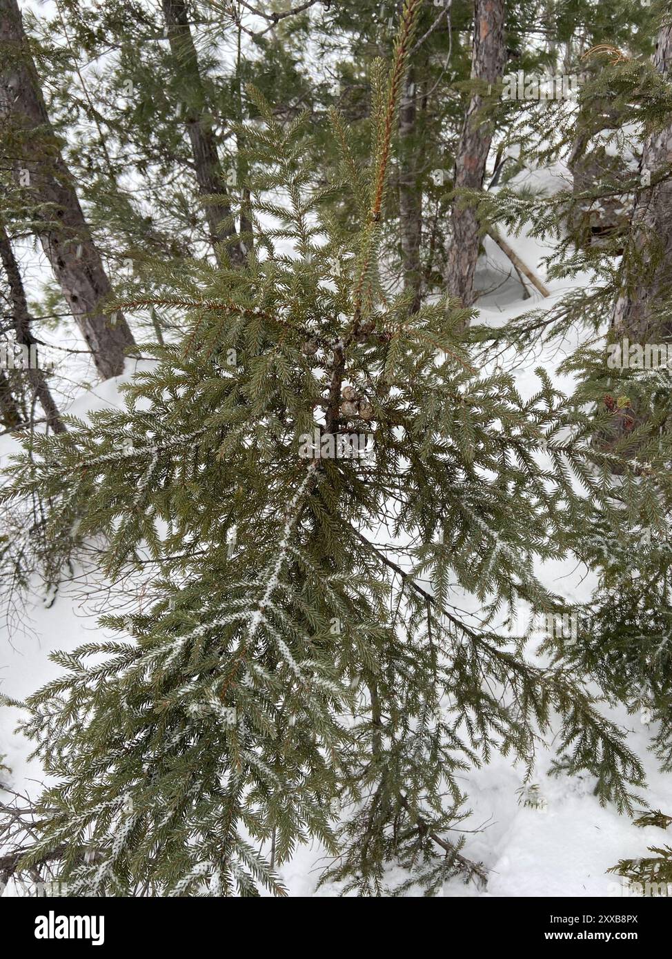 black spruce (Picea mariana) Plantae Stock Photo - Alamy
