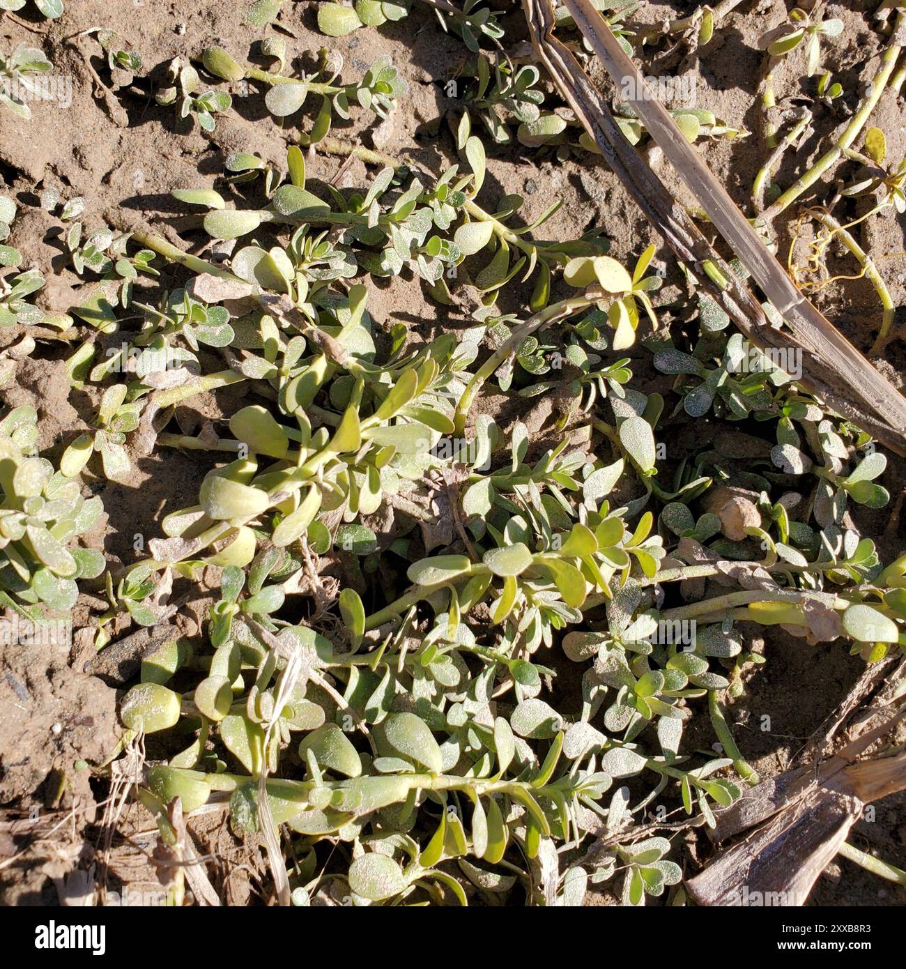 plantain family (Plantaginaceae) Plantae Stock Photo - Alamy