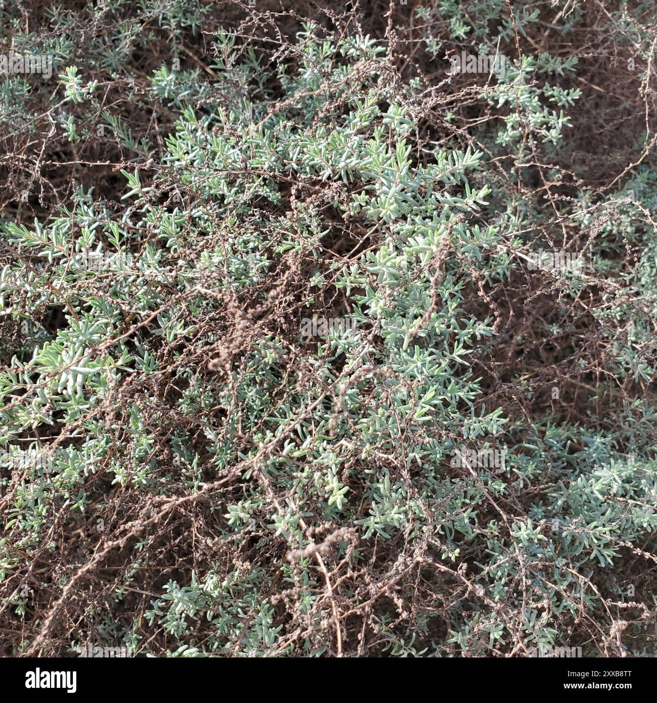 Mojave Seablite (Suaeda nigra) Plantae Stock Photo - Alamy